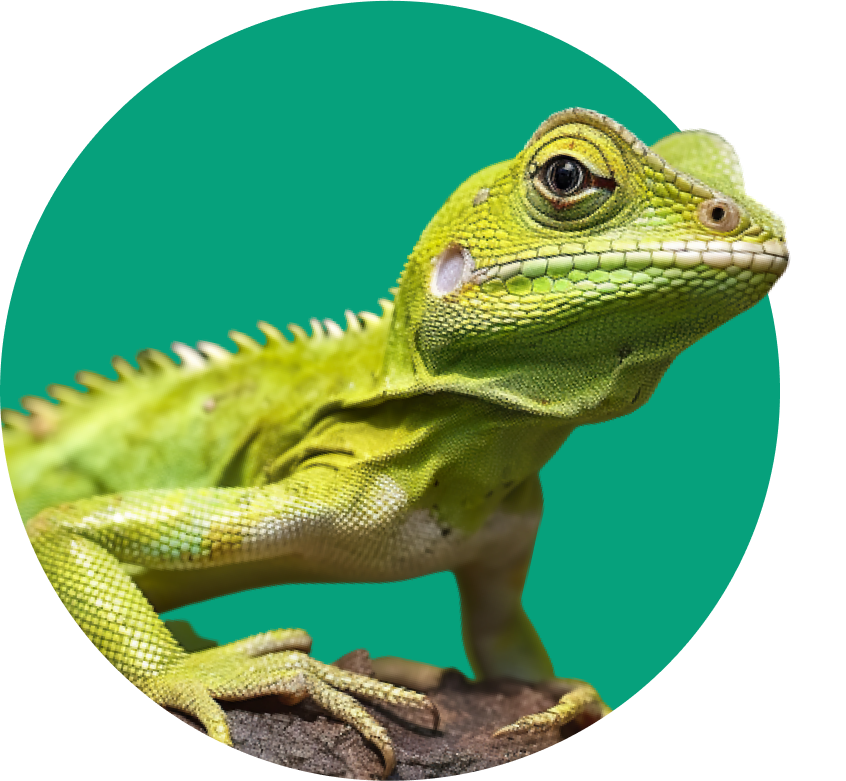 Stars Vet Animal & Bird Hospital